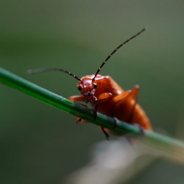 South African English: a quick guide | South Africa gateway