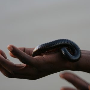 songololo - South Africa Gateway